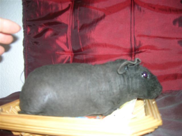 Le cobaye - Cabinet Vétérinaire Maritime