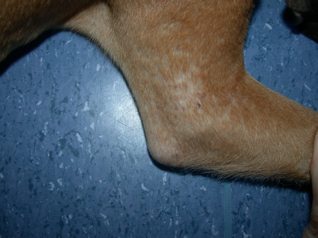 Gale sarcoptique - Cabinet Vétérinaire Maritime