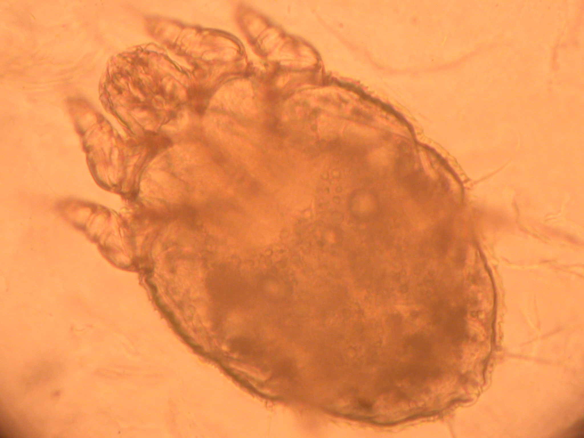 Gale sarcoptique - Cabinet Vétérinaire Maritime